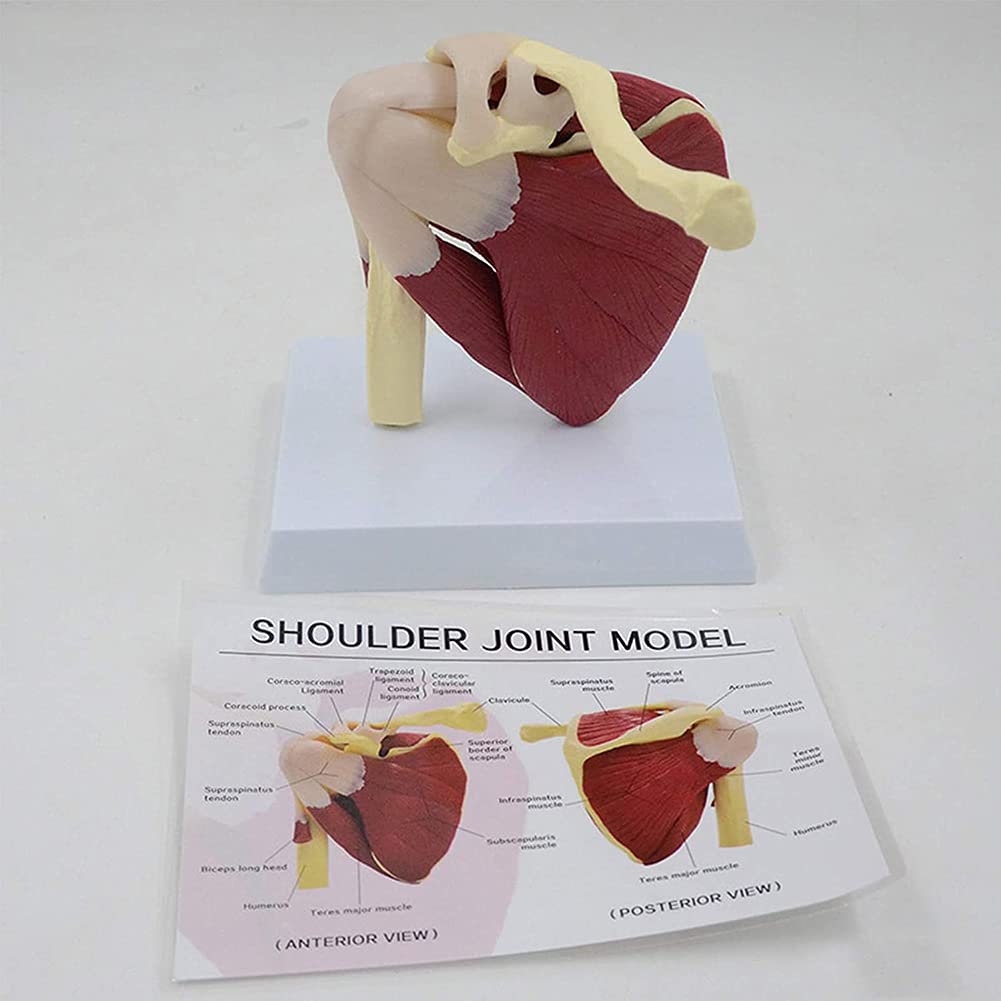 Buy NXX Shoulder Joint Model Human Shoulder Joint with Muscle Anatomy ...