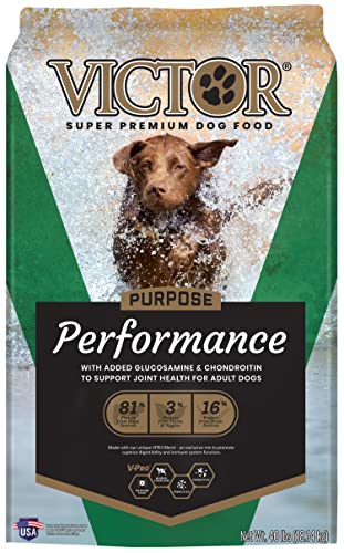 Best Dog Food for Athletic Dogs: A Science-based Guide on Feeding