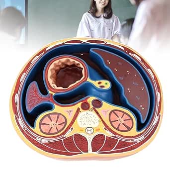 Amazon.com: Human Abdominal Transverse Anatomy Model, Liver, Intestines ...