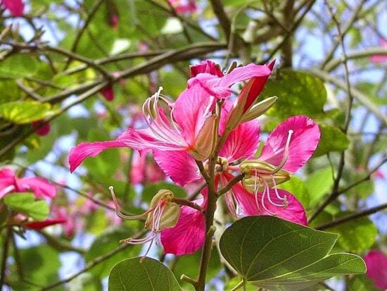 Cloud Farm Kanchan Live Flower Plant CF_99 : Amazon.in: Garden & Outdoors