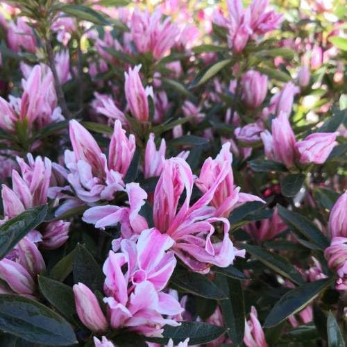 Manjuu Spider Pink Azalea Flower Live plant Rhododendron luteum Flower ...