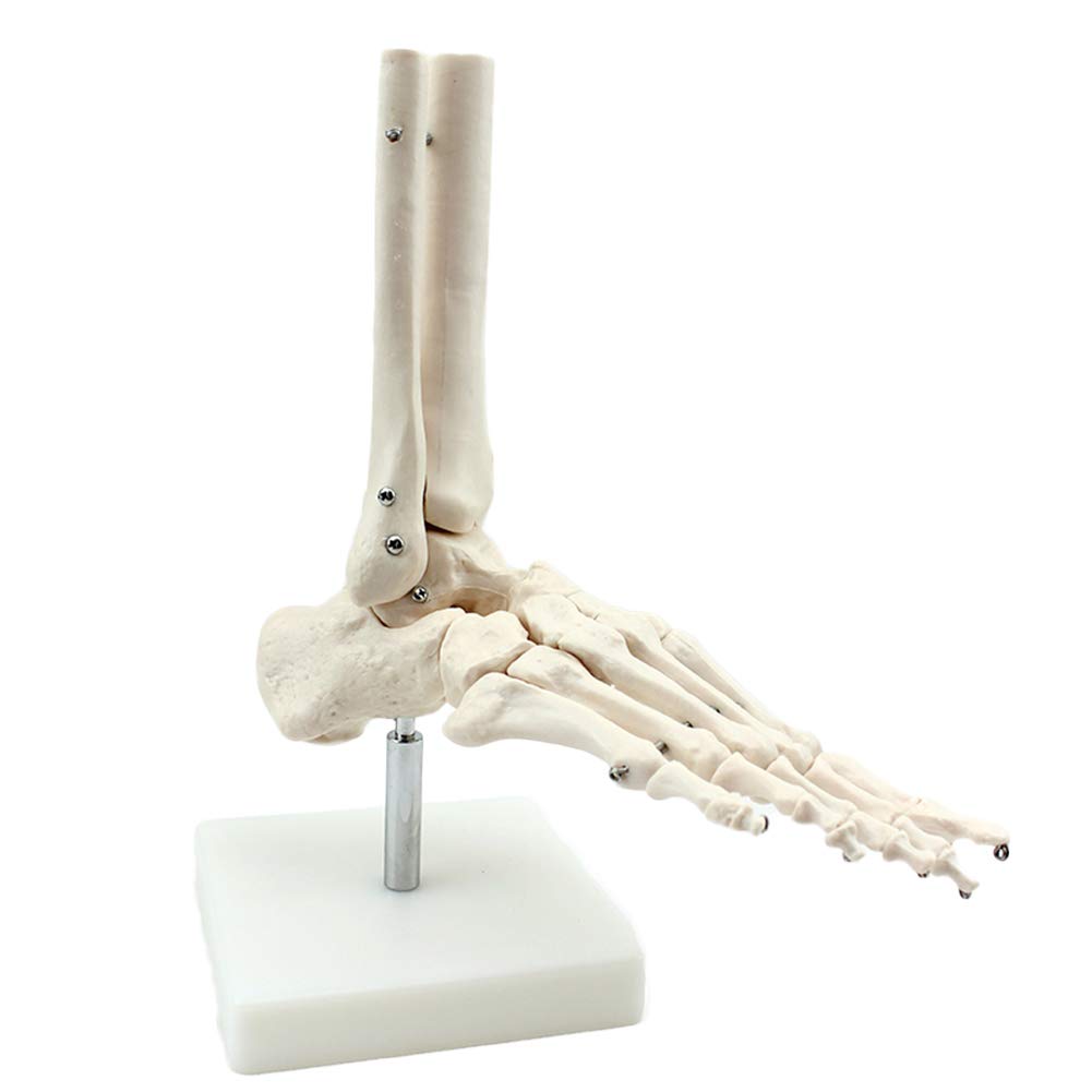 Buy Human Ankle Joint Model Medical Foot Humerus Structure Anatomy ...