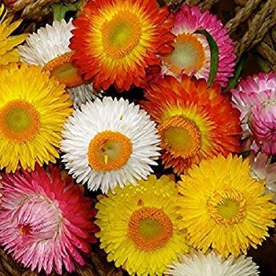 Helichrysum Mix Flower Seeds F1 Hybrid Seeds for Home Gardening Pack 50 ...