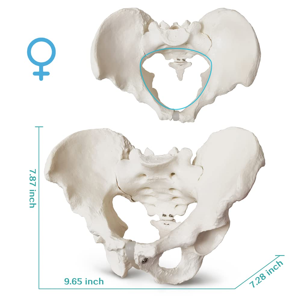 Educational Bone Model Axis Scientific Human Hip Bone Anatomy Model ...