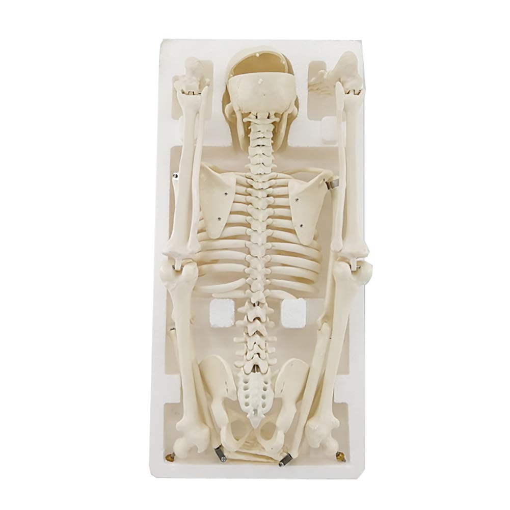 Human Skeleton Model, Anatomical Skeleton, Life Size Flexible Skeleton ...