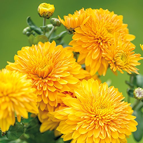Nursery Live Rare Hybrid Chrysanthemum " Gompie Yellow " Exotic 30 ...