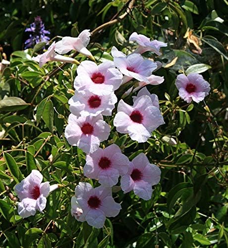 ‎MM TRADERS Tecoma/Tikoma Vine White Flower"Hybrid - 1 Healthy Live ...