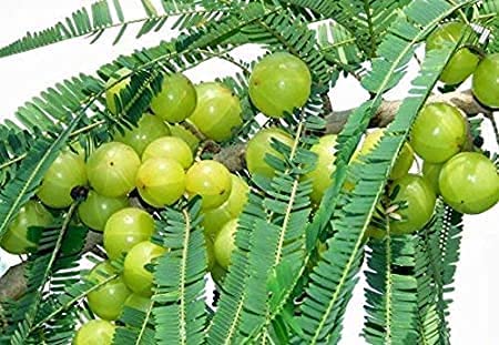 Om Garden Give Amala Indian-Gooseberryamla Grafted Tree Phyllanthus ...