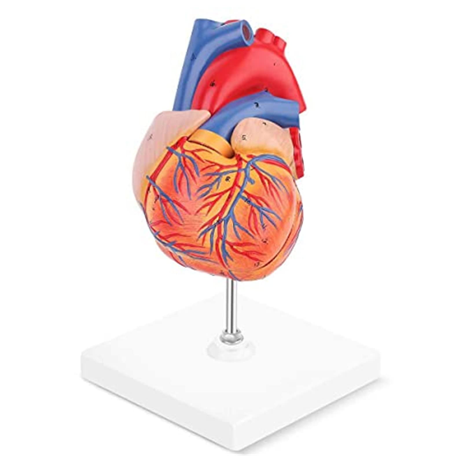 Buy Human Heart Model, 2-Part Life Size Anatomically Accurate 34 logo B ...