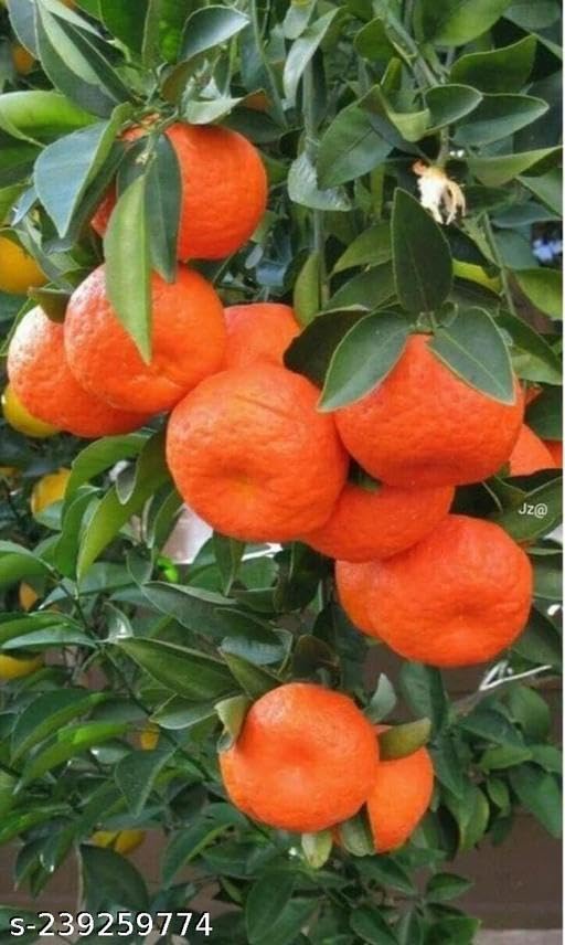 Kisan Nursery Orange plant pack of 01) : Amazon.in: Garden & Outdoors