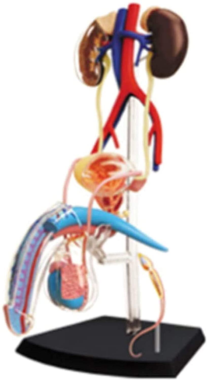 Buy Scientific Human Anatomy Model Educational Model 4d Human Anatomy