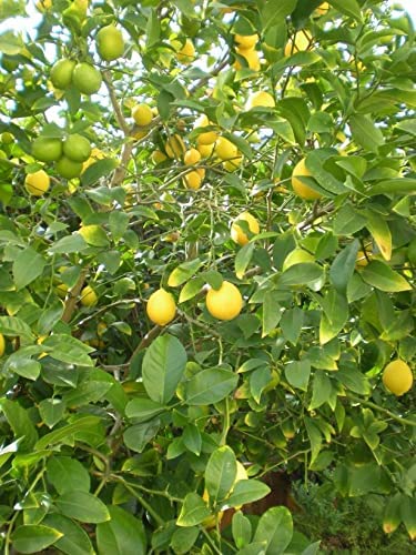 Organix.Rosa Lemon Baramasi Grafted Fruit Plant Easily Grow At Terrace ...