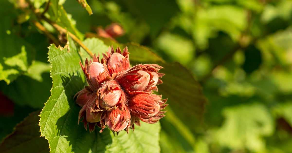 Hazelnut Tree