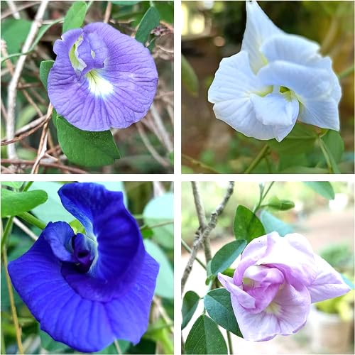 Aparajita Fllower Plant Seeds Colour Flower Plant Seeds, Total 30 Seeds ...