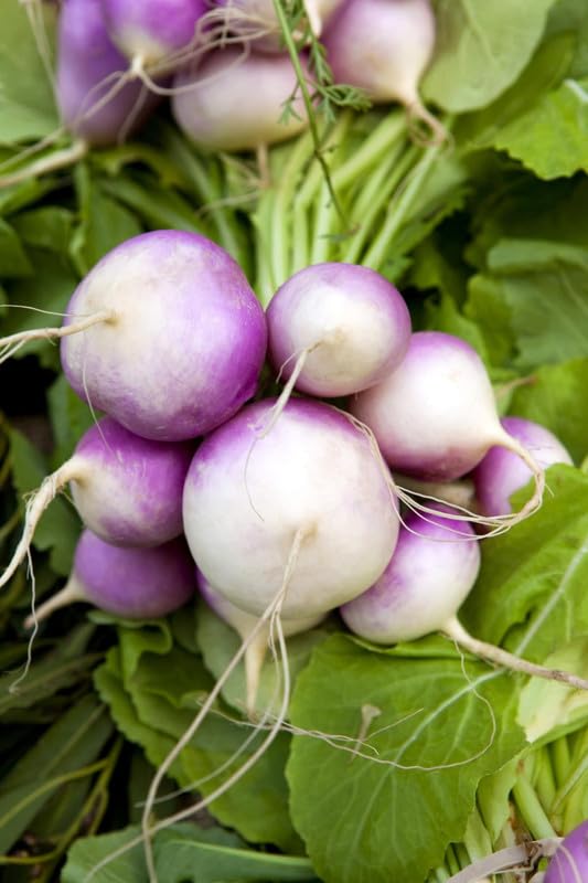 Hybrid Turnip Vegetable Seed For Home Planting | Hybrid Organic Turnip ...