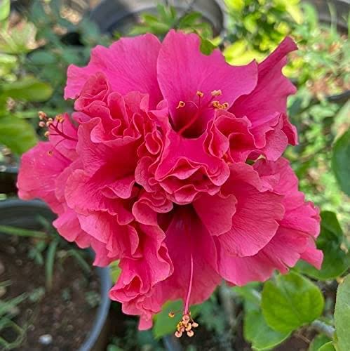 Multilayer Hibiscus Flower Plant Pack of 1 Live Plant : Amazon.in ...