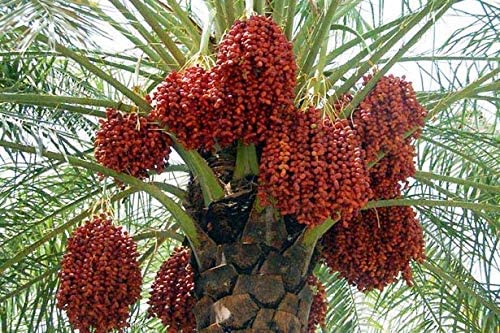 Mphmi Live Plant Nursery NCR Live Date-Khajur-Khajoor Fruit Plant ...