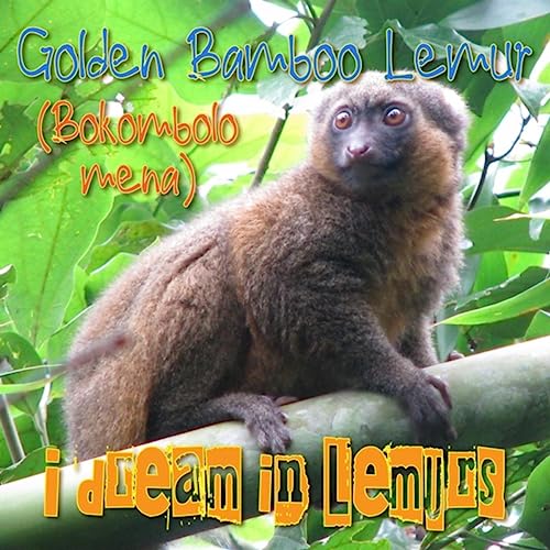 Play Golden Bamboo Lemur (Bokombolomena) by I Dream in Lemurs on Amazon ...
