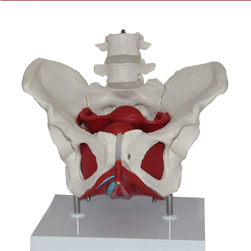 Female Pelvis Model Pelvic Floor Muscles And Reproductive Organs ...