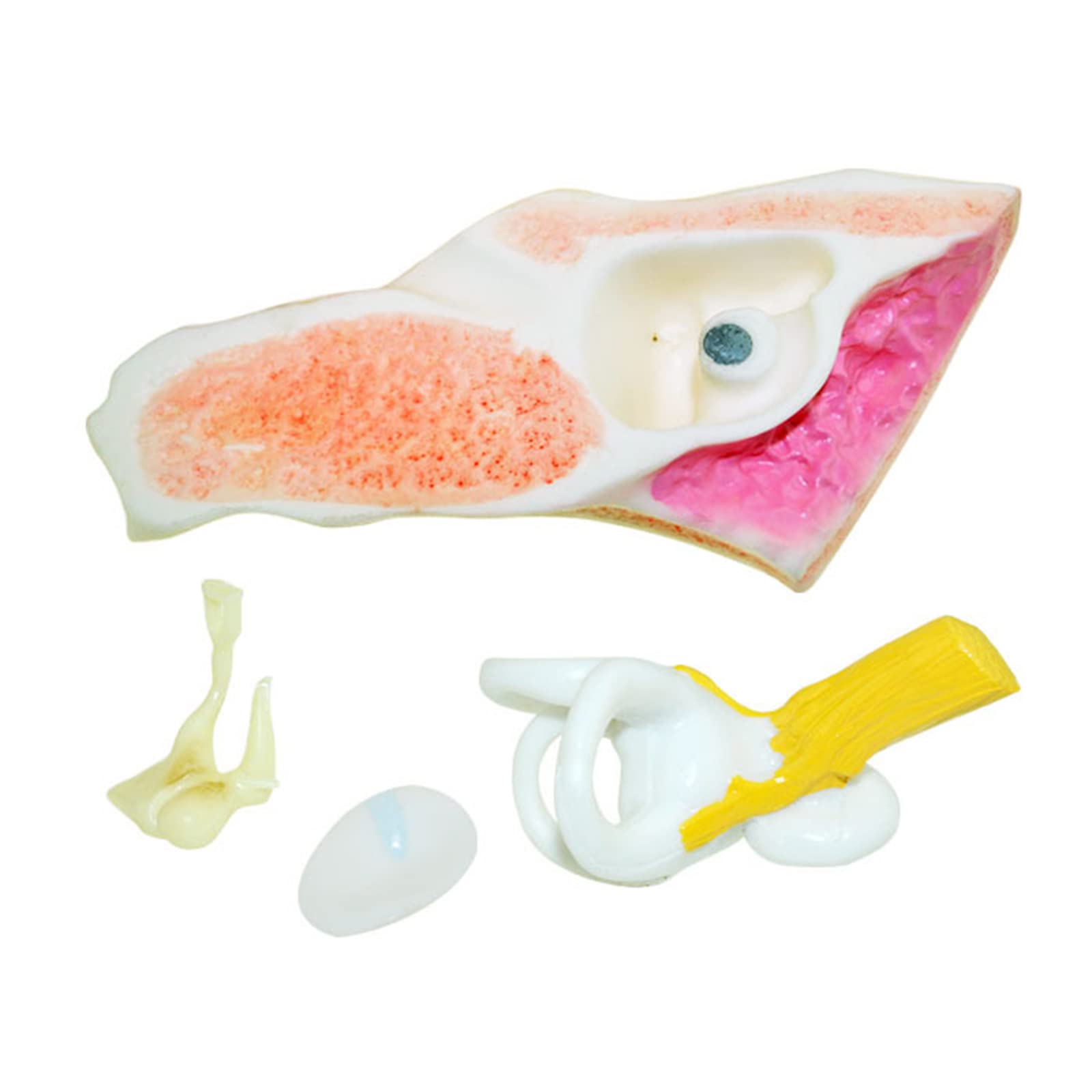 Buy Famyngl Human Ear Model Ear Anatomy Structure Model Larger Human