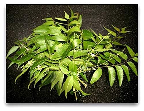 Amazon.com : Aapkidukan Fresh Whole Neem Leaves -250 Gm Nimba Pati ...
