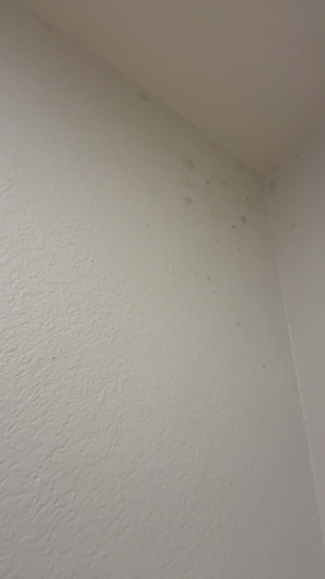 Watch Mold and Mildew gone in seconds, watch! on Amazon Live