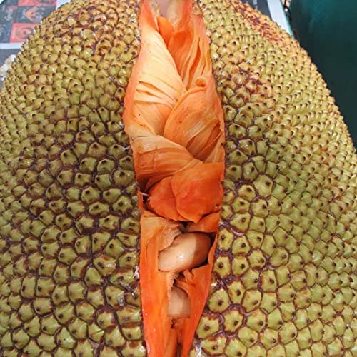 ROYAL LAND Rare Dwarf Variety Hybrid Jackfruit Plants Artocarpus ...