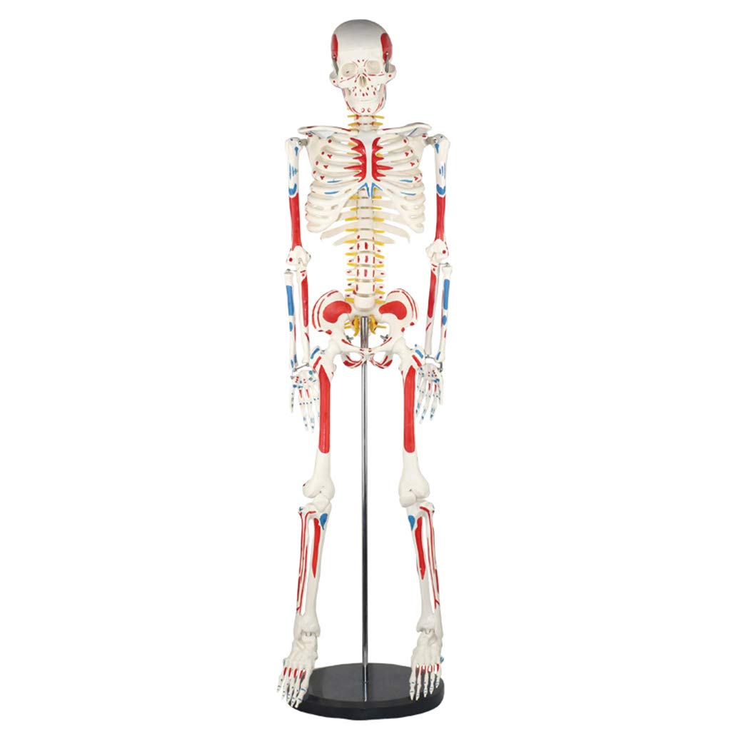 Buy LUCKFY Human Skeleton Anatomical Model - 85cm Life Size Full ...