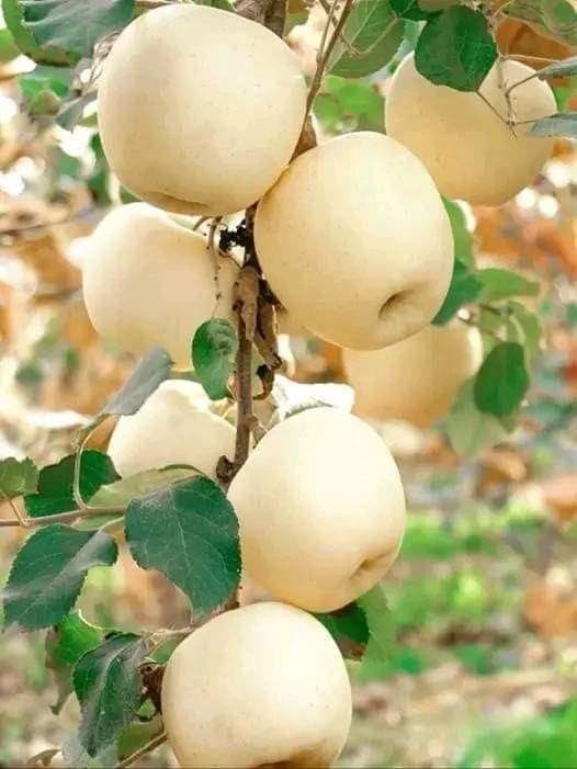 GreenWorld Special,White Apple Plant, Healthy, (Grafted) Live Plant ...