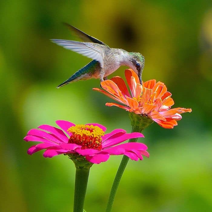 Caribou Seed Company | Hummingbird Wildflower Mix | 100 Seeds | 15 ...