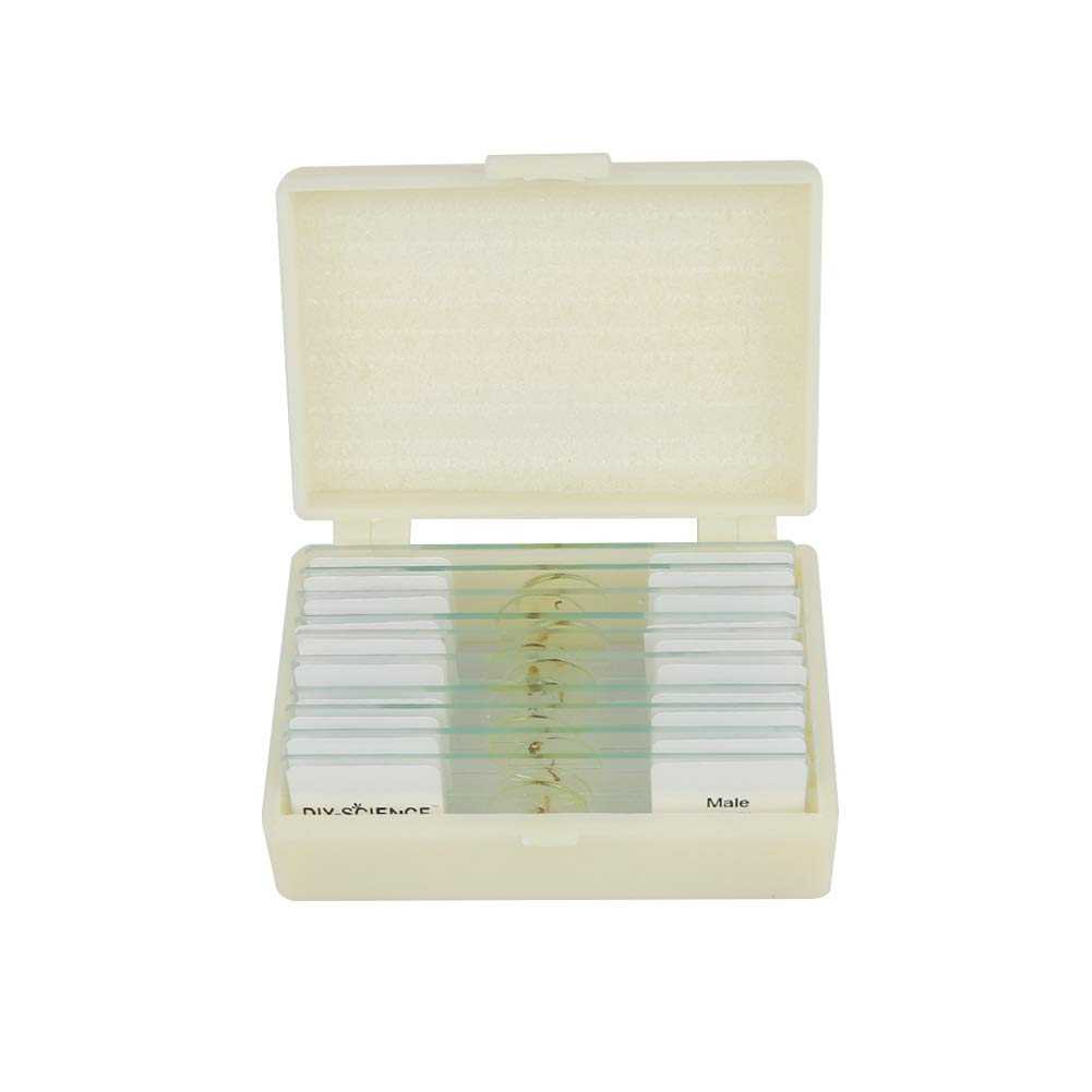 Snapklik.com : Prepared Whole Insects Microscope Slides Set, 10pcs ...