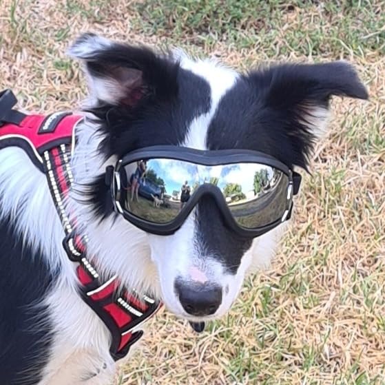 Fashion Pet Dog Doggles Goggles with Adjustable Strap UV Sunglasses Eye ...