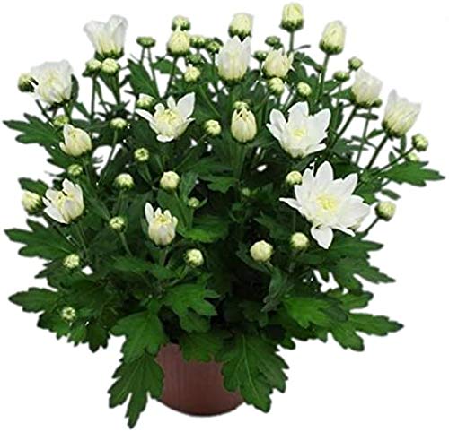 Go4plants guldavari (Chrysanthemum) Live Plant Color White Flower ...