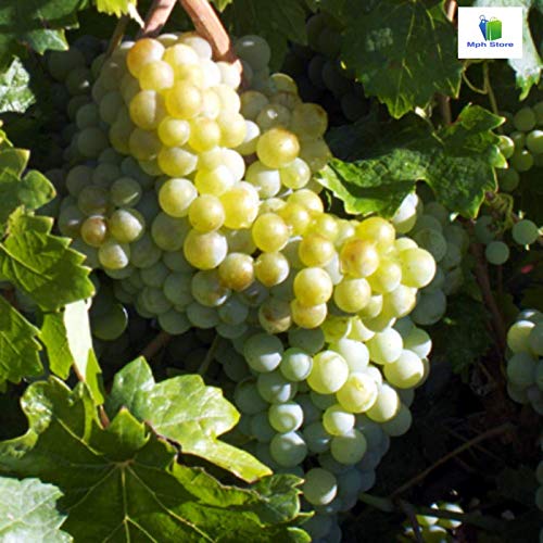 Mphmi Grape, Angoor (Seedless) - Plant : Amazon.in: Garden & Outdoors