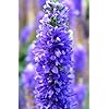 Amazon.com : 50 Mixed Colors Veronica Sightseeing Mixture (Spike ...