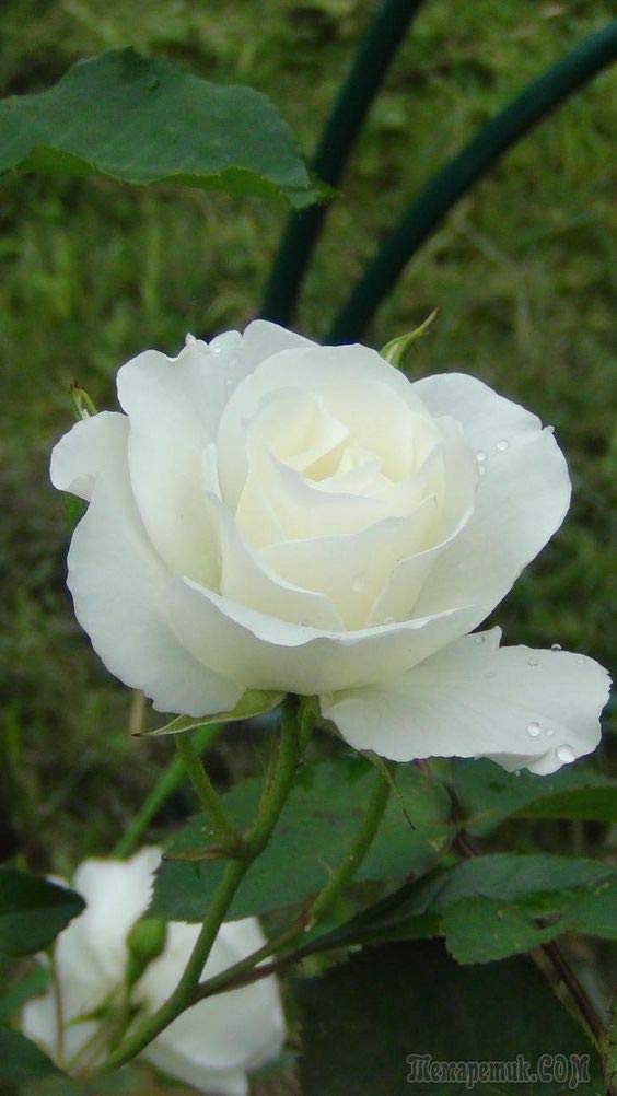 White Gulab Flower