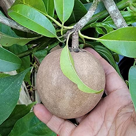 Grafted Chikoo Chiku Sapota Sapodilla Fruit Hybrid Variety Plant ...