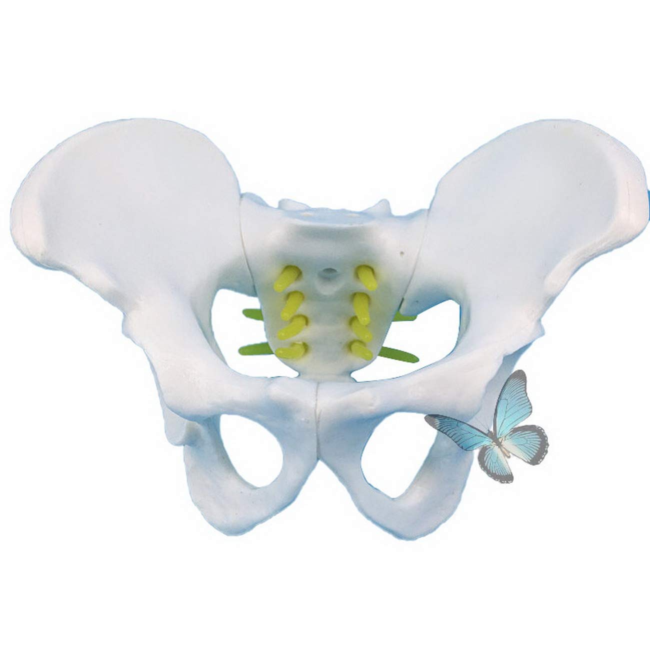 Buy Female Pelvis Model Pelvic Floor Muscle Model Uterus Model Pelvic ...