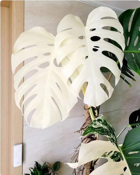 Monstera Deliciosa Albo rare Variegated, rare Monstera White rare Tiger ...