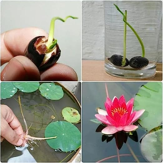 15 Seeds- Dwarf Red Lotus Seeds for Planting, Flower Seeds, Home Garden ...