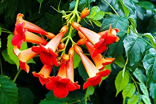 Amazon.com : Rare Red Hummingbird Vine Seeds - 25 Seeds - Red Trumpet ...