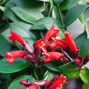 Amazon.com : Red Lipstick Plant Live Houseplants, Lipstick Live Plant ...