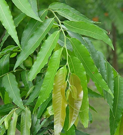 EdensField Dwarf Rare Hybrid Ashoka Tree Plant (Saraca Asoca ...