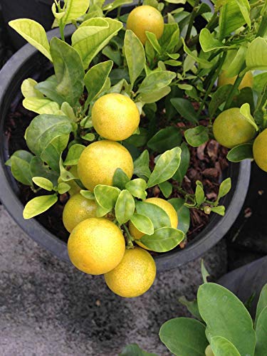 Mphmi Live Plant Nursery NCR Lives Plant Nimboo, Lemon Tree (Seedless ...