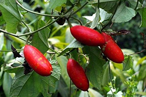 Cucumber"Hmong red" 20 Seeds Very Rare Delicious Organic Vegetable ...