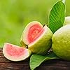 Amazon.com : Guava Tree Live Plant, 4-8" Pink Guava Tree Live Plant ...
