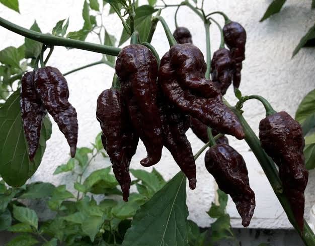 Ghost pepper Black (Bhut Jolokia) Plant. Hot Chili Pepper : Amazon.in ...