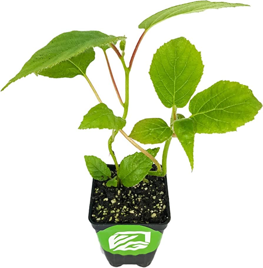 Mphmi Plants Golden Kiwis Plant Fruit Afghan Live Plant Feet Elite ...