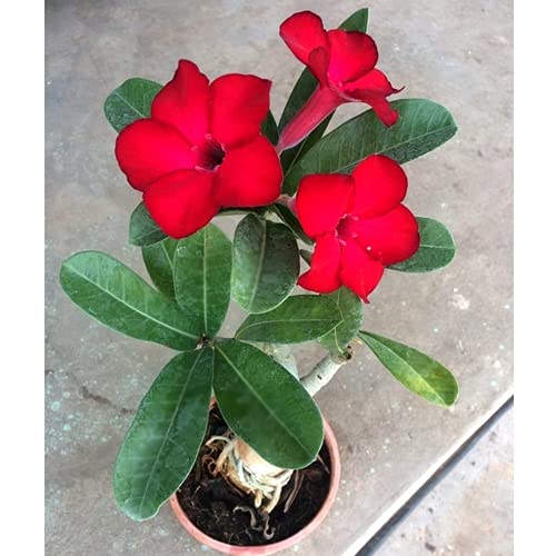Mphmi Live Plants Nursery Garden Adenium (Obesum) - Plant (Plant Height ...