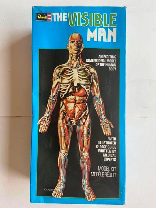 Amazon.co.jp: 人体模型 プラモデル THE VISIBLE MAN Revell プラモデル 模型 : おもちゃ